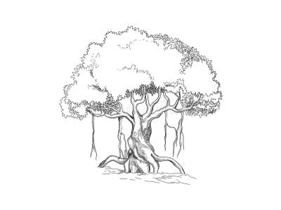 Banyan Tree Outline Stock Illustrations – 149 Banyan Tree Outline Stock ...