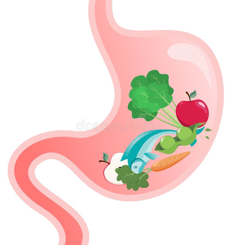 Stomach Full of Healthy Food Vector Cartoon Illustration Stock Vector ...