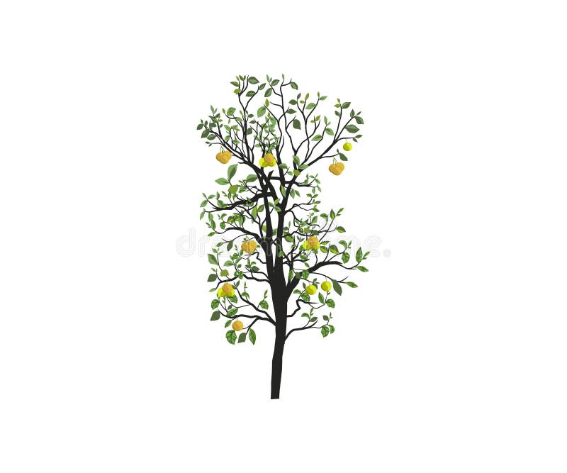 Lime Tree Illustrations Isolated Stock Vector - Illustration of ...