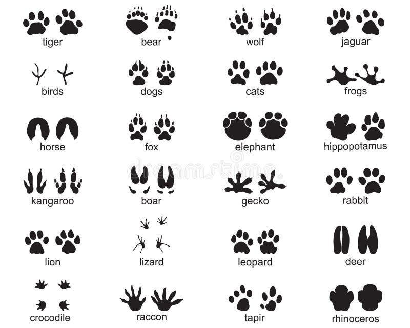 Gecko Footprints Stock Illustrations – 104 Gecko Footprints Stock ...