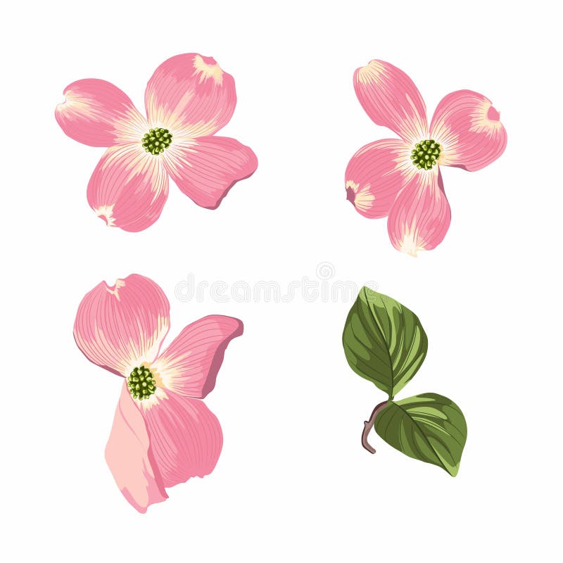 Pink Dogwood Cornus Florida. Hand Drawn Illustration of Blooming ...