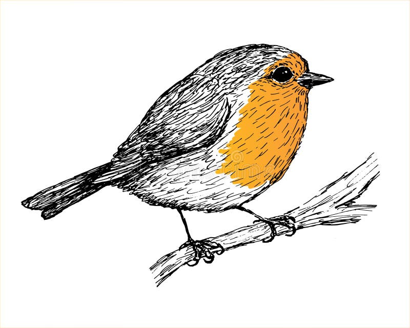 Pen Drawing of a Robin. Vectorized and Colored Stock Vector ...