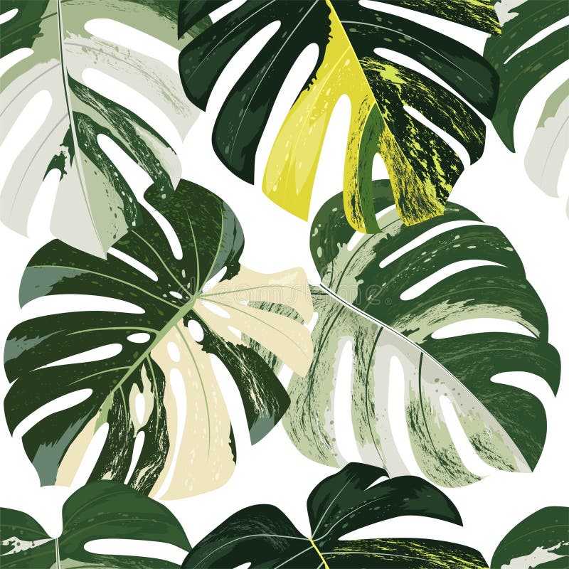 Montera Leaves Stock Illustrations – 39 Montera Leaves Stock ...