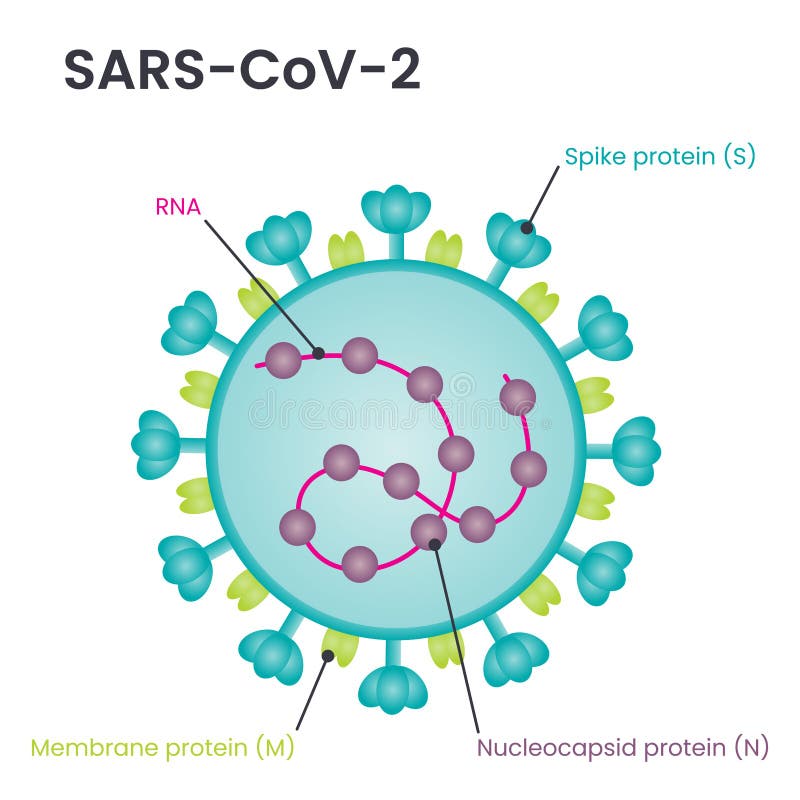 SARS-CoV-2 Virus Structure Diagram Stock Vector - Illustration of ...