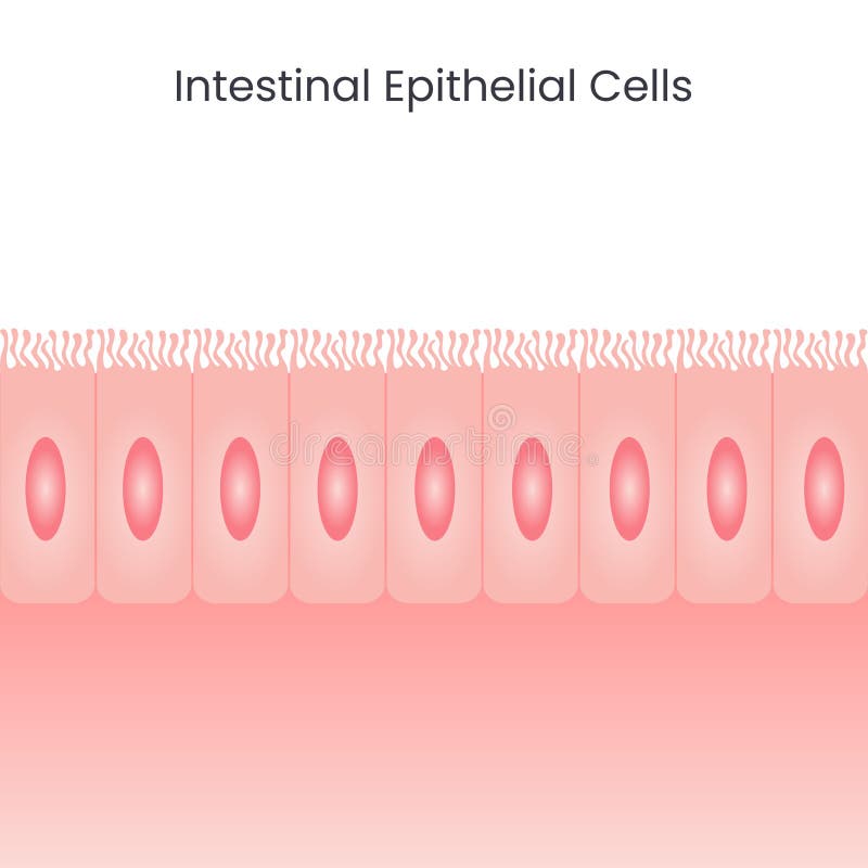 Intestinal Epithelial Cells Background Stock Vector - Illustration of ...
