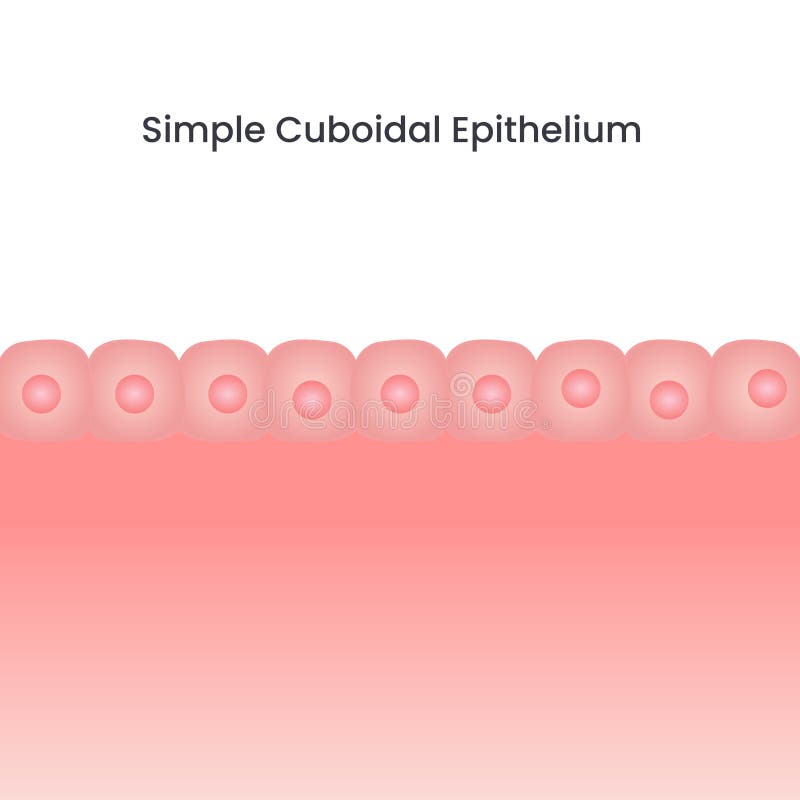 Cuboidal Stock Illustrations – 56 Cuboidal Stock Illustrations, Vectors ...