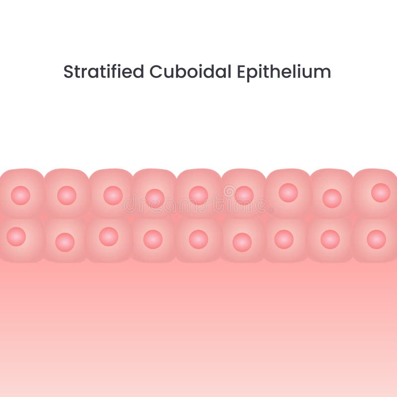 Stratified Cuboidal Epithelium Cell Vector Background Illustration ...