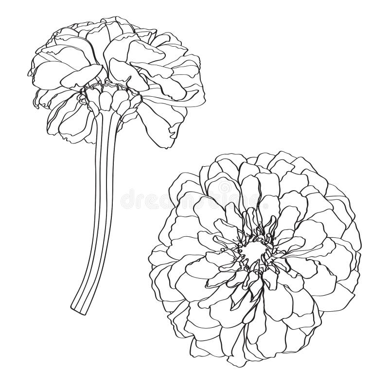 Vector Illustration Zinnia Flower Black Stock Illustrations – 92 Vector ...