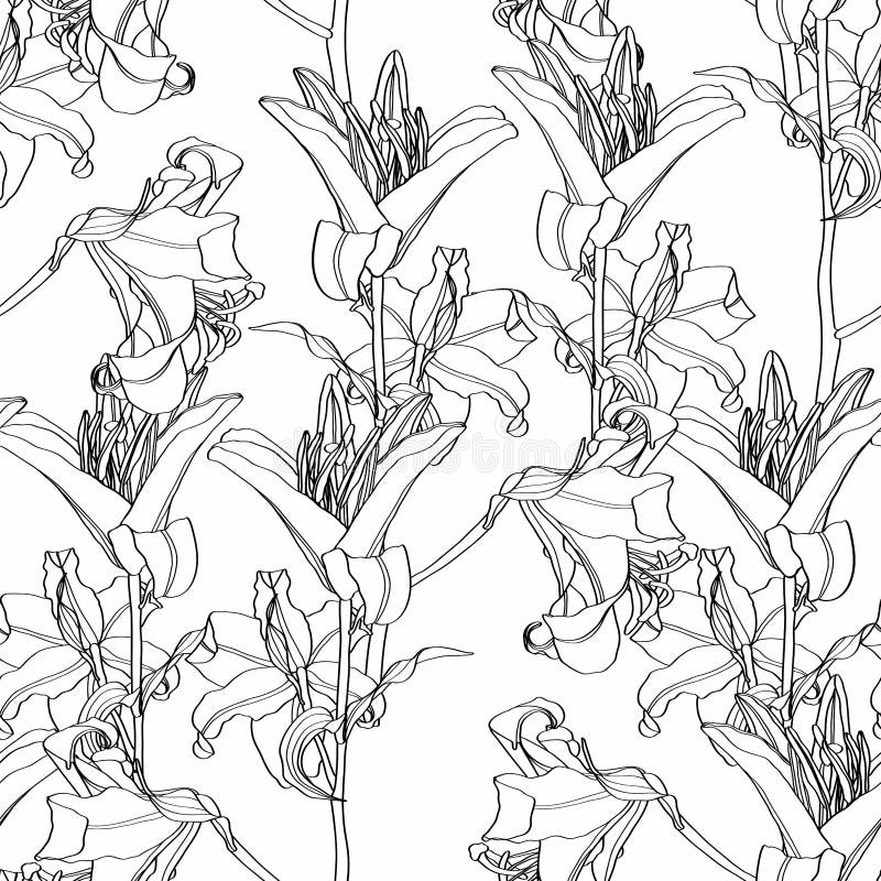 Beautiful Outline Floral Pattern Lily Flowers. Seamless Texture. for ...