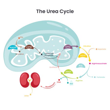 Urea Cycle Biochemical Reaction Pathway that Produces Urea from Ammonia ...