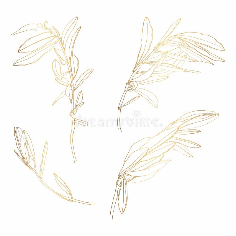 Golden Olive Branch. Isolated Illustration Element. Outline Palm Leaf ...