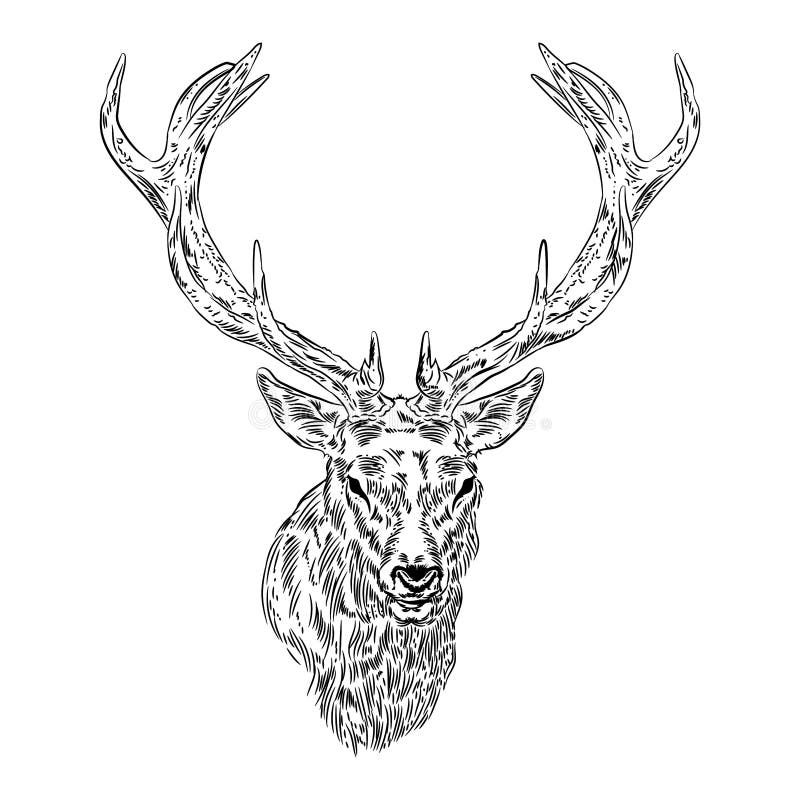 Stag Head Vector Illustration in Hand Drawn Style Design Stock Vector ...