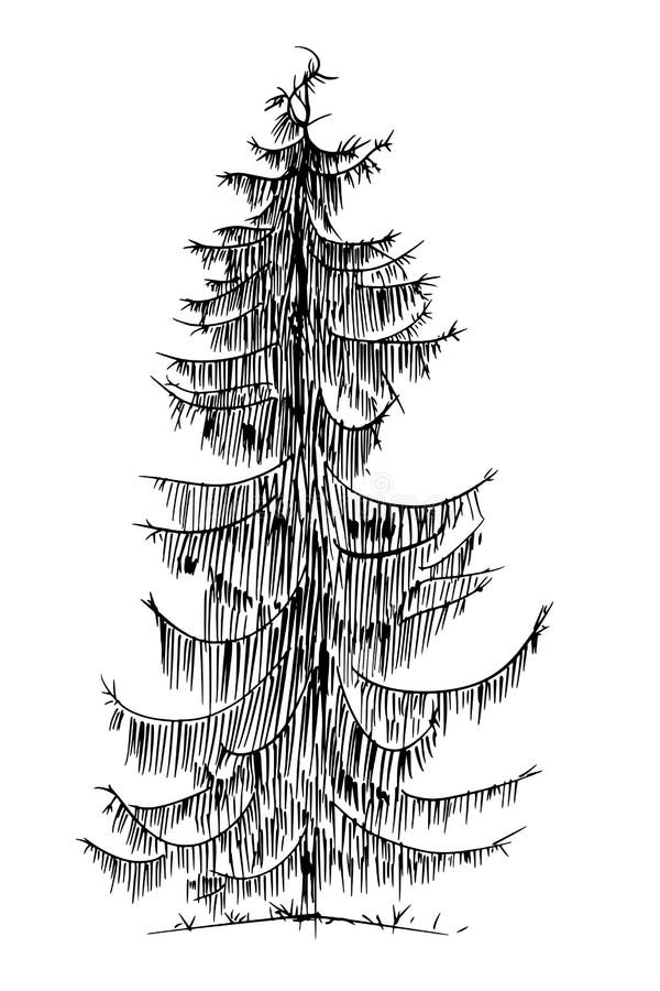 Vector Sketch of Pine Tree. European Spruce, Norway Spruce. Stock ...