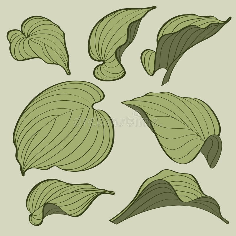 Vector Set of Green Leaves. Elements for Floral Elegant Design. Stock ...