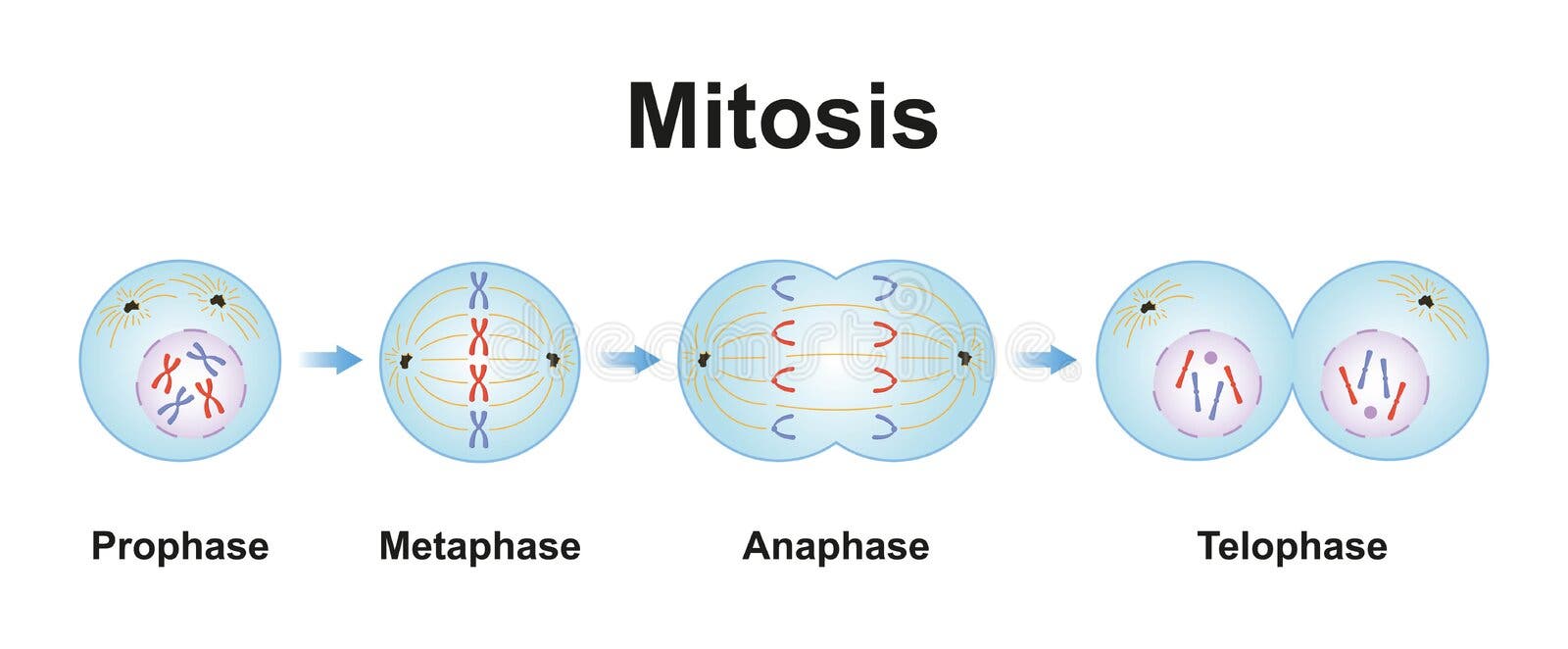 Prophase Diagram Stock Illustrations – 83 Prophase Diagram Stock ...