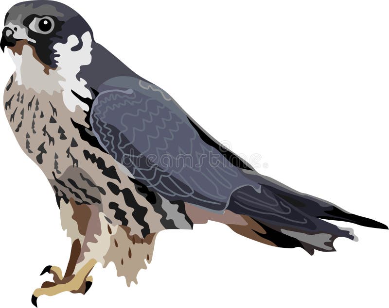 Goshawk Bird Animal Vector Illustration Stock Vector - Illustration of ...