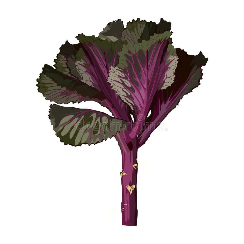 Illustration of Ornamental Kale. Japanese New Year Flower. Fresh Purple ...