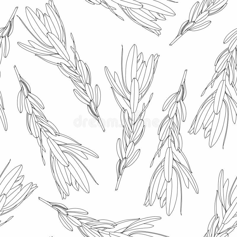 Foliage Seamless Pattern, Plant, Leucadendron Branch Leaves Line Art ...