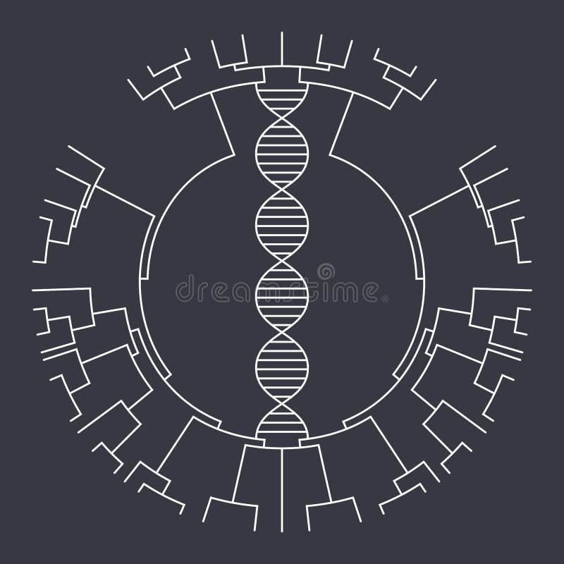 Phylogenetic Tree Science Vector Illustration Graphic Design Stock ...