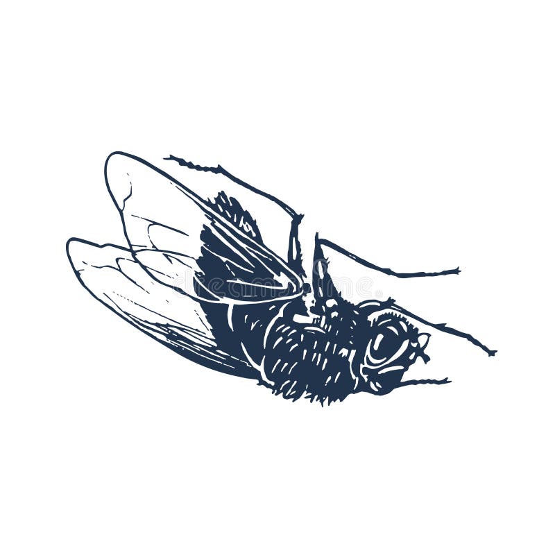 Vintage Style Clip Art Inspired by Mid-century Illustrations - Dead Fly. Stock Vector ...