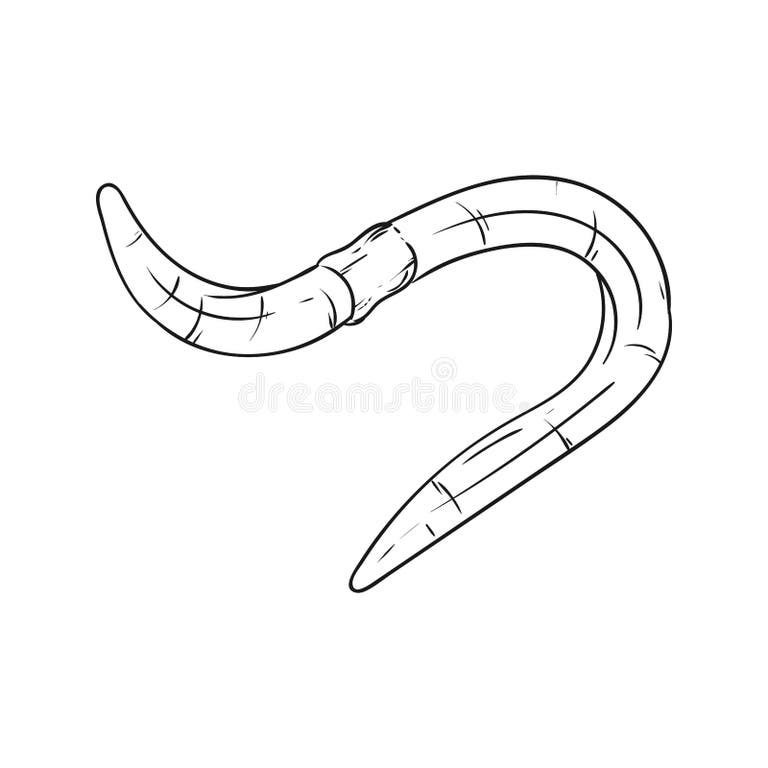 Hand draw earthworm stock vector. Illustration of vector - 262282470
