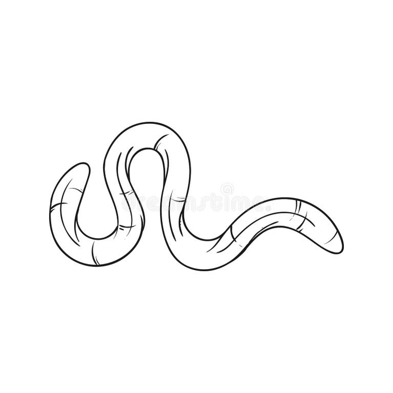 Hand draw earthworm stock vector. Illustration of simple - 262282534