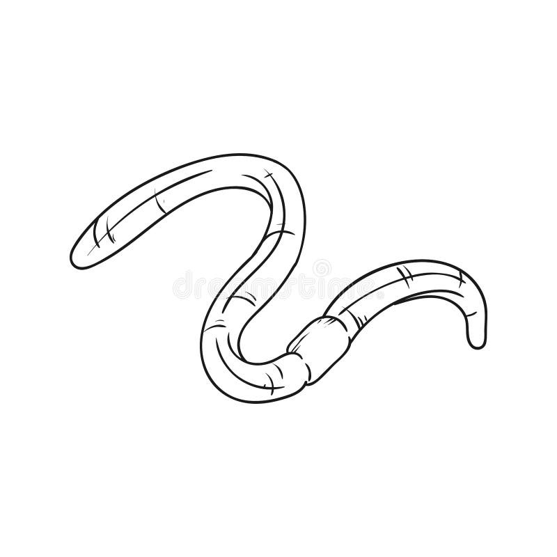 Hand draw earthworm stock vector. Illustration of simple - 262282544