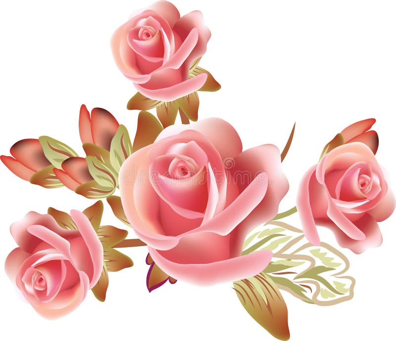 Light-pink rose stock vector. Illustration of color - 262349936