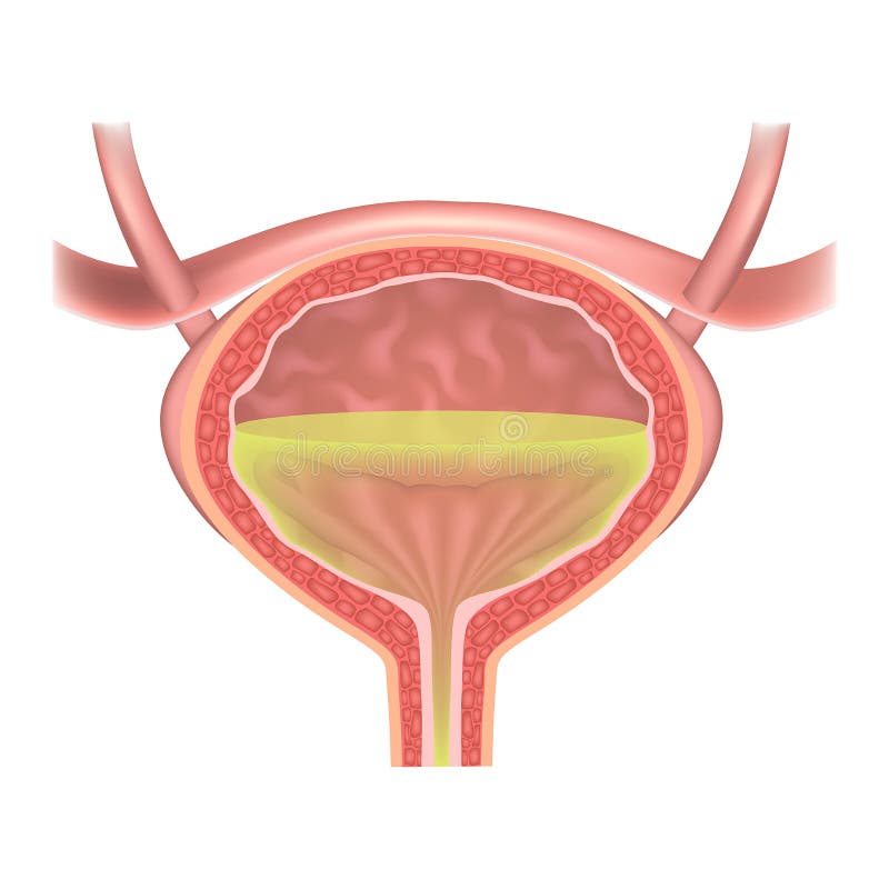 A bladder full of urine. stock vector. Illustration of element - 262781938