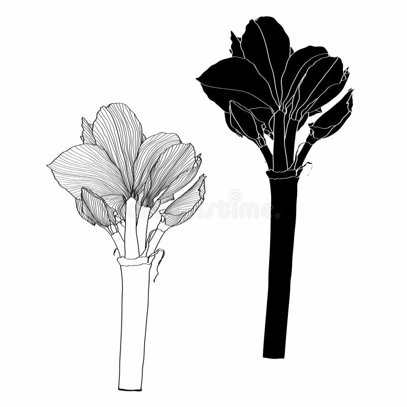 Decorative Clivia Amaryllis Branch Flowers Set, Design Elements. Stock ...