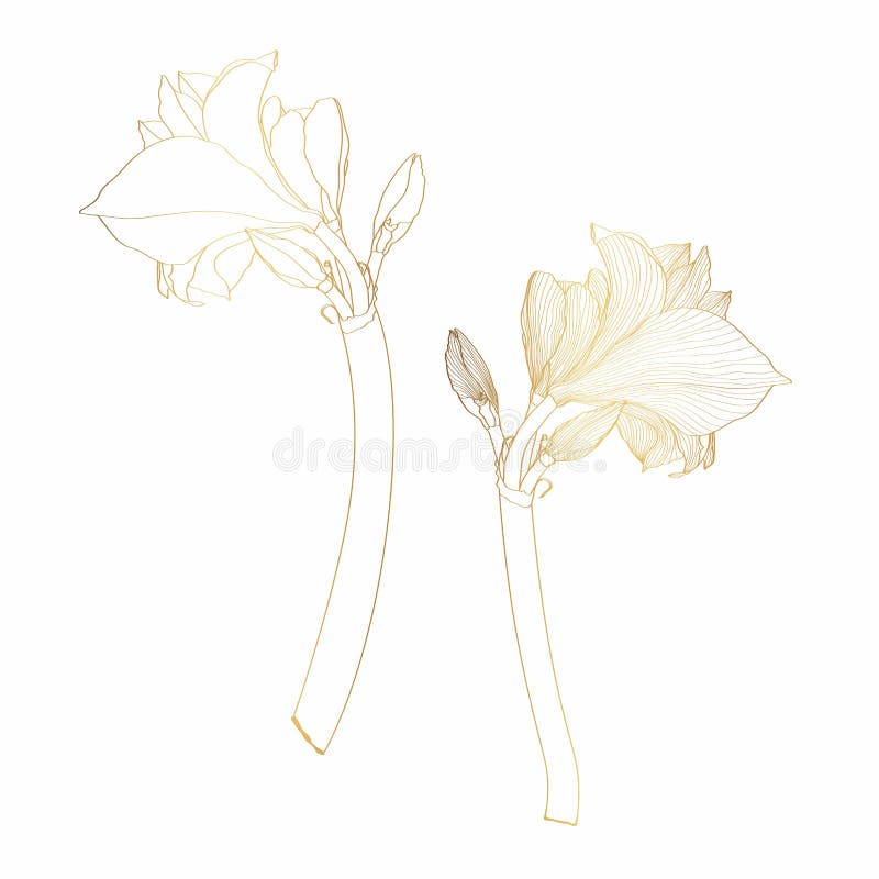 Decorative Line Golden Clivia Amaryllis Branch Flowers Set, Design ...