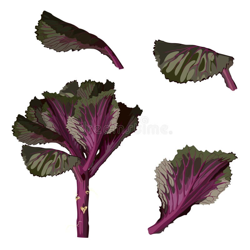 Illustration of Ornamental Kale. Japanese New Year Flower. Fresh Purple ...