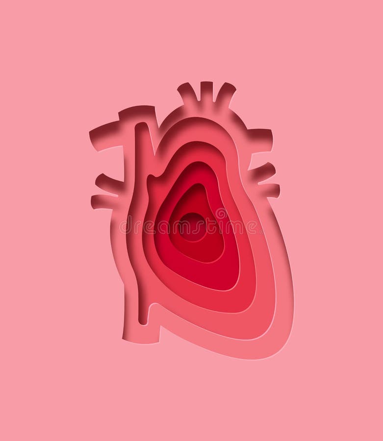 Realistic 3D Paper Cut Human Heart Illustration Stock Vector ...