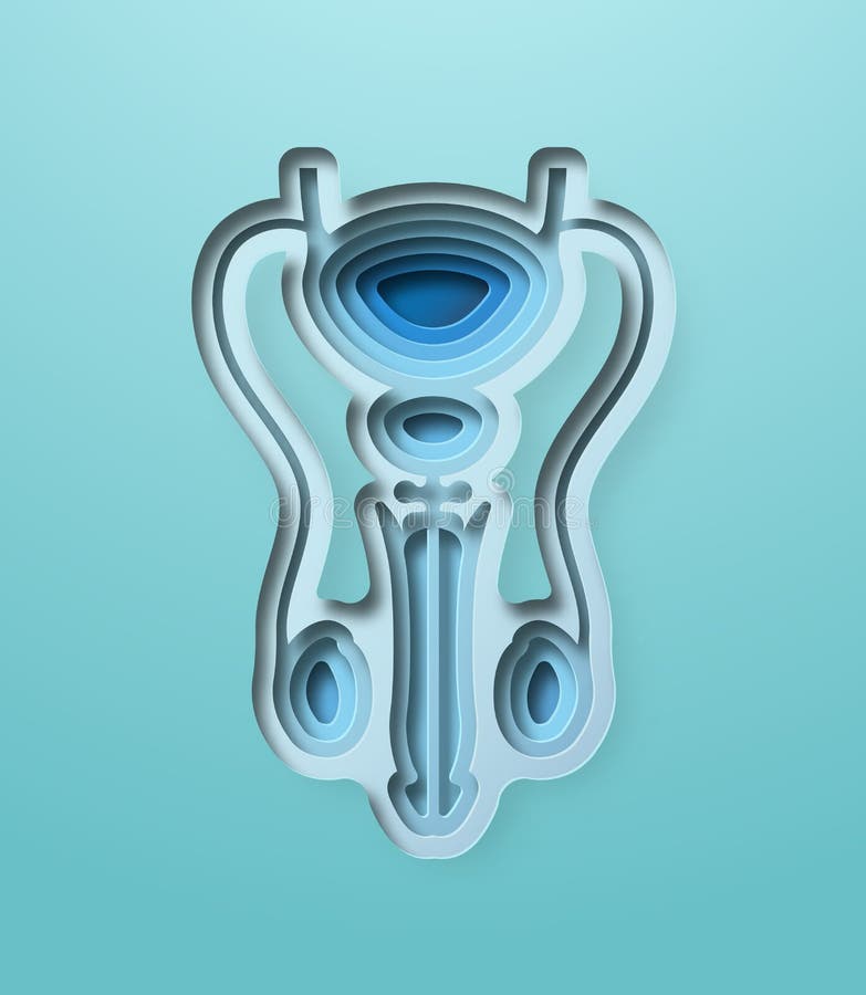 Realistic 3D Paper Cut Human Prostate Illustration Stock Vector ...