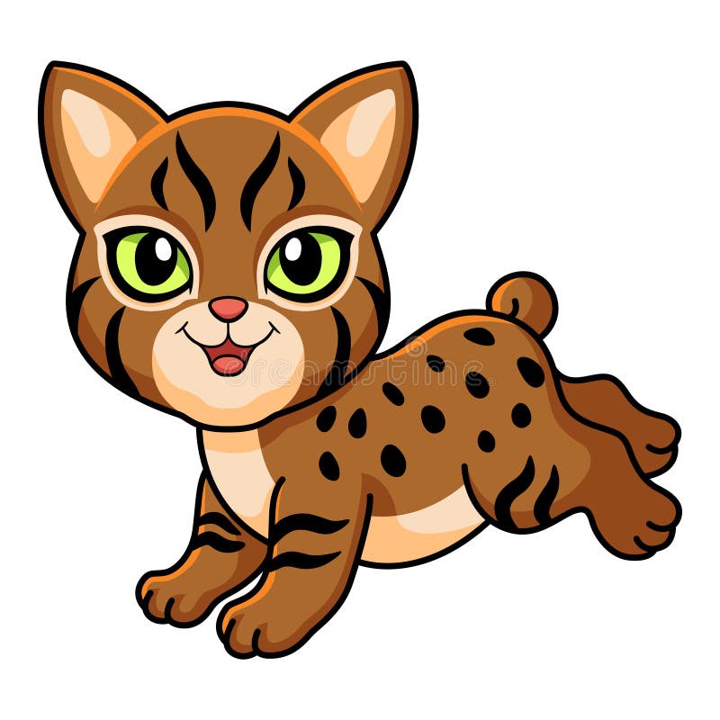 Cute pixie bob cat cartoon stock vector. Illustration of beast - 263473611