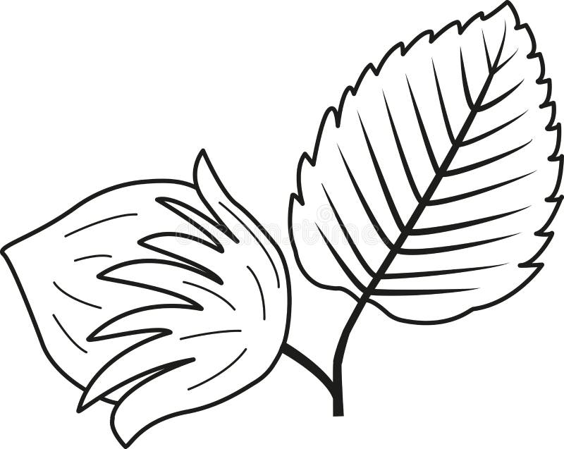 Vector Illustration of a Hazelnut Outline. Sketch of a Hazelnut for a ...