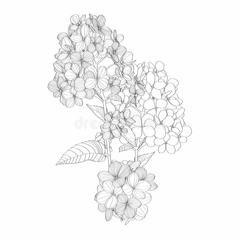 Hand Draw Line Hydrangea Flowers Illustration Botanical Floral Card On