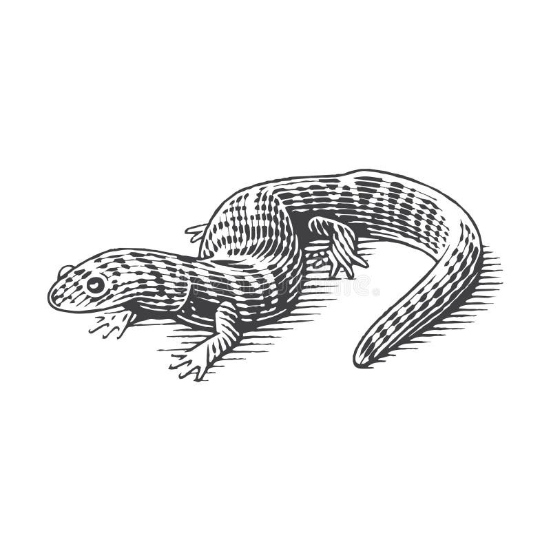 Lizardvector Stock Illustrations – 1 Lizardvector Stock Illustrations ...