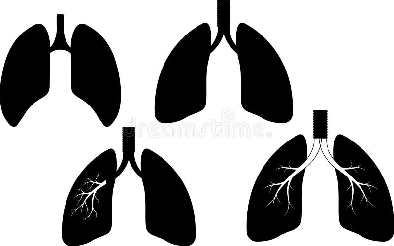 Human Organs Silhouette, Human Organs Silhouette Set, Stock ...