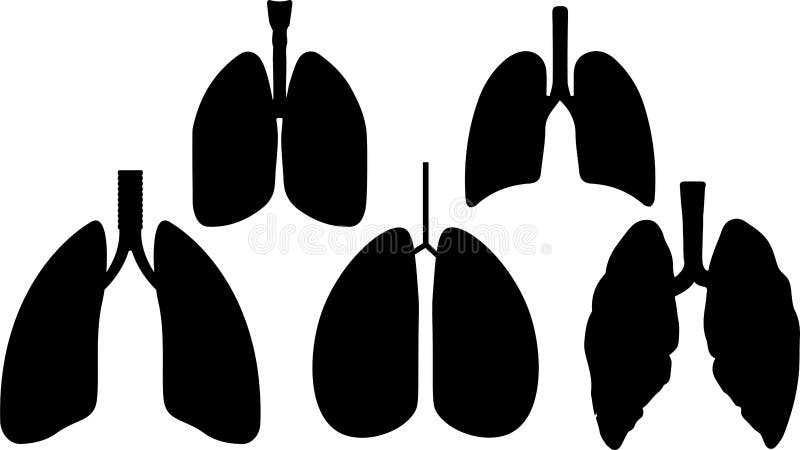 Human Organs Silhouette, Human Organs Silhouette Set, Stock ...