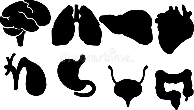 Human Organs Silhouette, Human Organs Silhouette Set, Stock ...