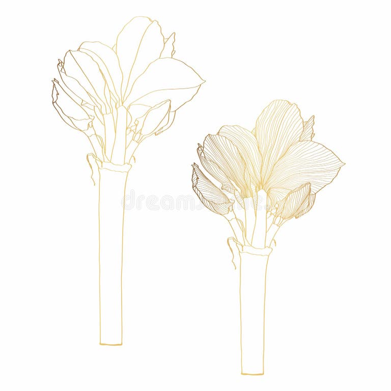 Decorative Line Golden Clivia Amaryllis Branch Flowers Set, Design ...