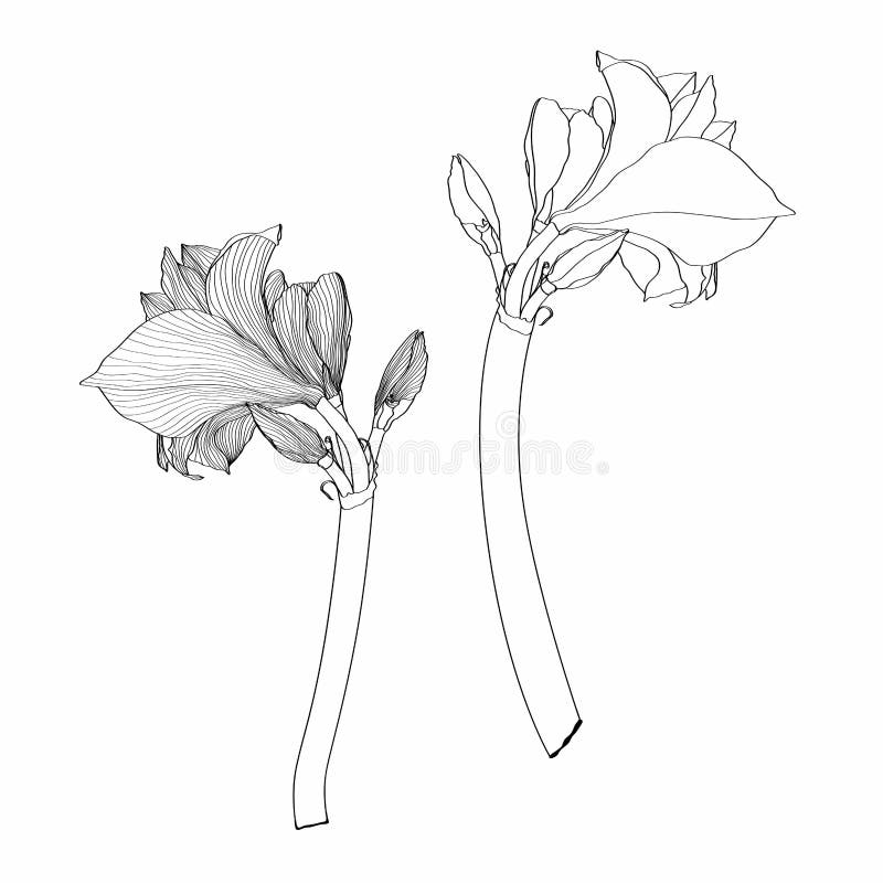 Decorative Clivia Amaryllis Line Flowers, Design Elements. Stock ...