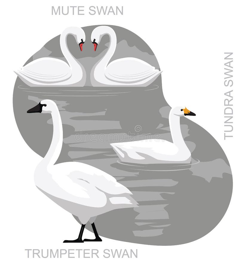 Cute US Swan Set Cartoon Vector Stock Vector - Illustration of file ...