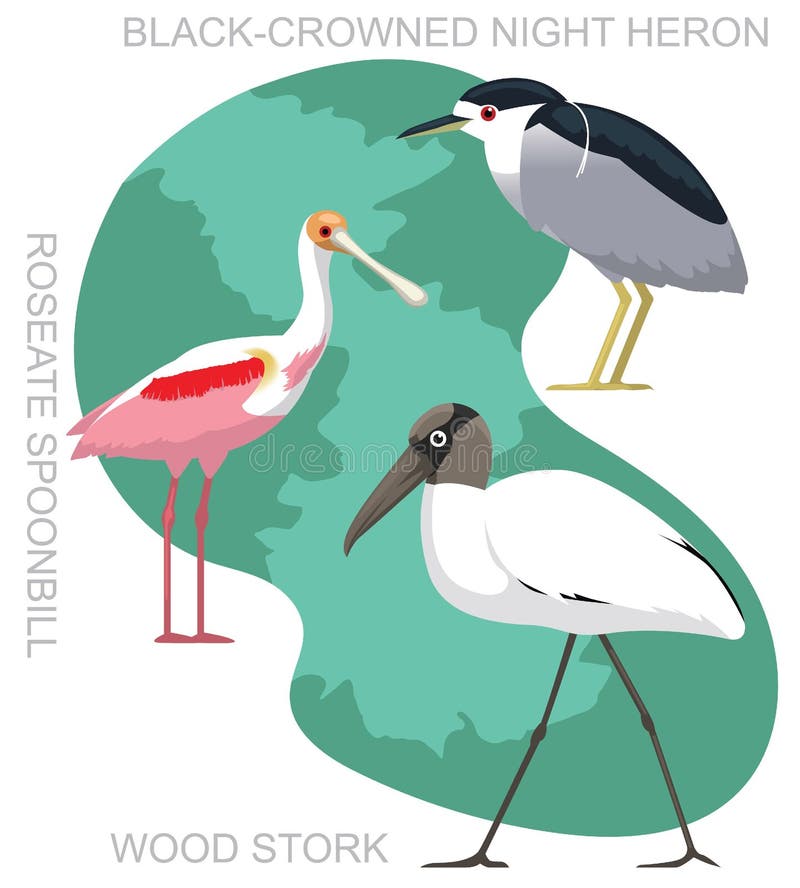 Cute Bird Wood Stork Night Heron Set Cartoon Vector Stock Vector ...