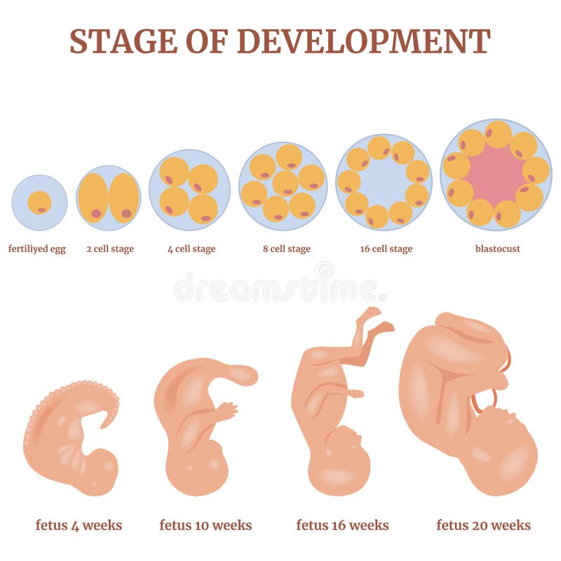 Fertilization. Developmental Stages of the Egg and Fetus Stock Vector ...