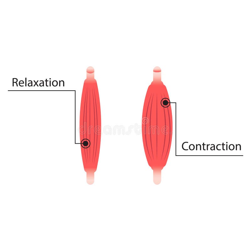 Biceps Muscle Contraction Stock Illustrations – 1,083 Biceps Muscle ...