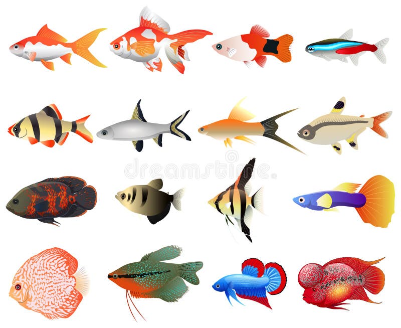 Isolated River Fish. Set of Freshwater Aquarium Cartoon Fishes Stock ...