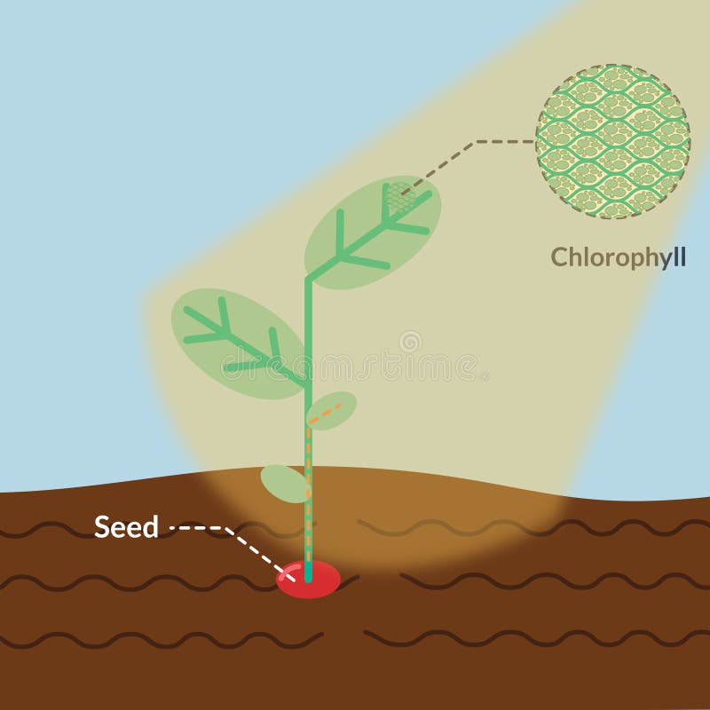 A Plant Uses Its Chlorophyll To Capture Sunlight for Food and Minerals ...