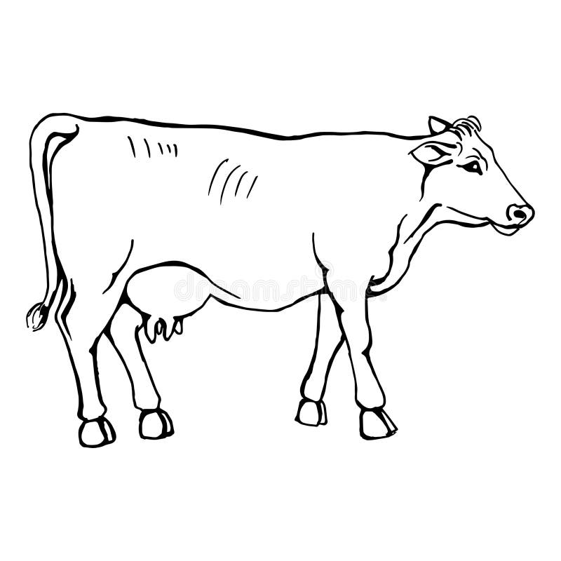 Cow Drawing Lines Stock Illustrations – 475 Cow Drawing Lines Stock ...